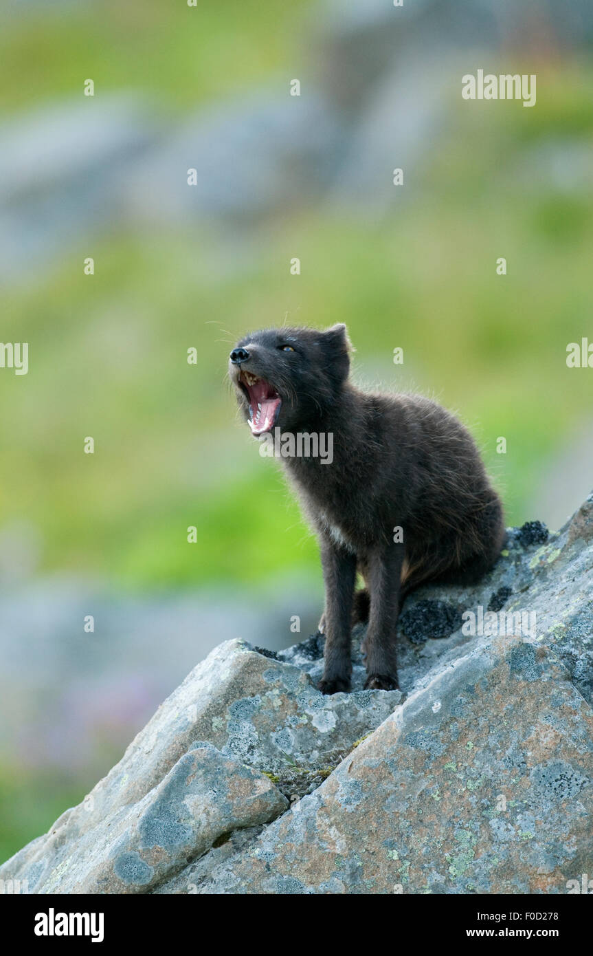 Foxes barking hi-res stock photography and images - Alamy
