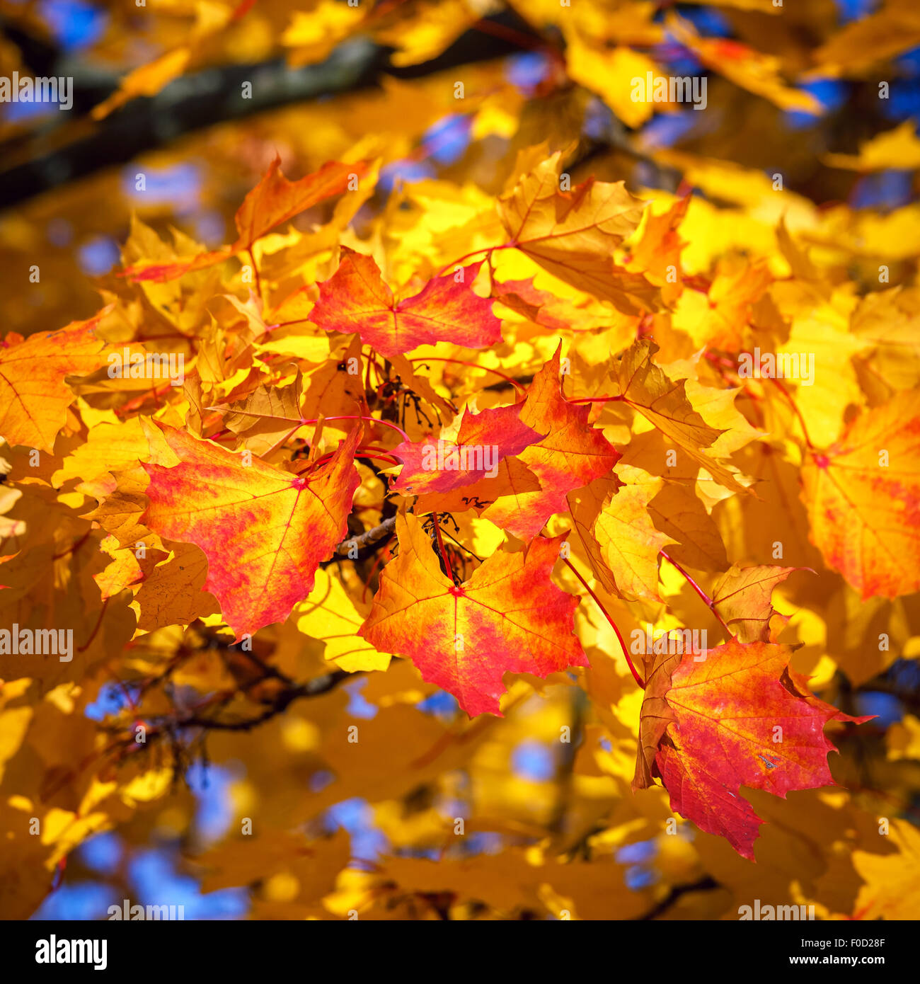 Sunny autumn foliage Stock Photo - Alamy