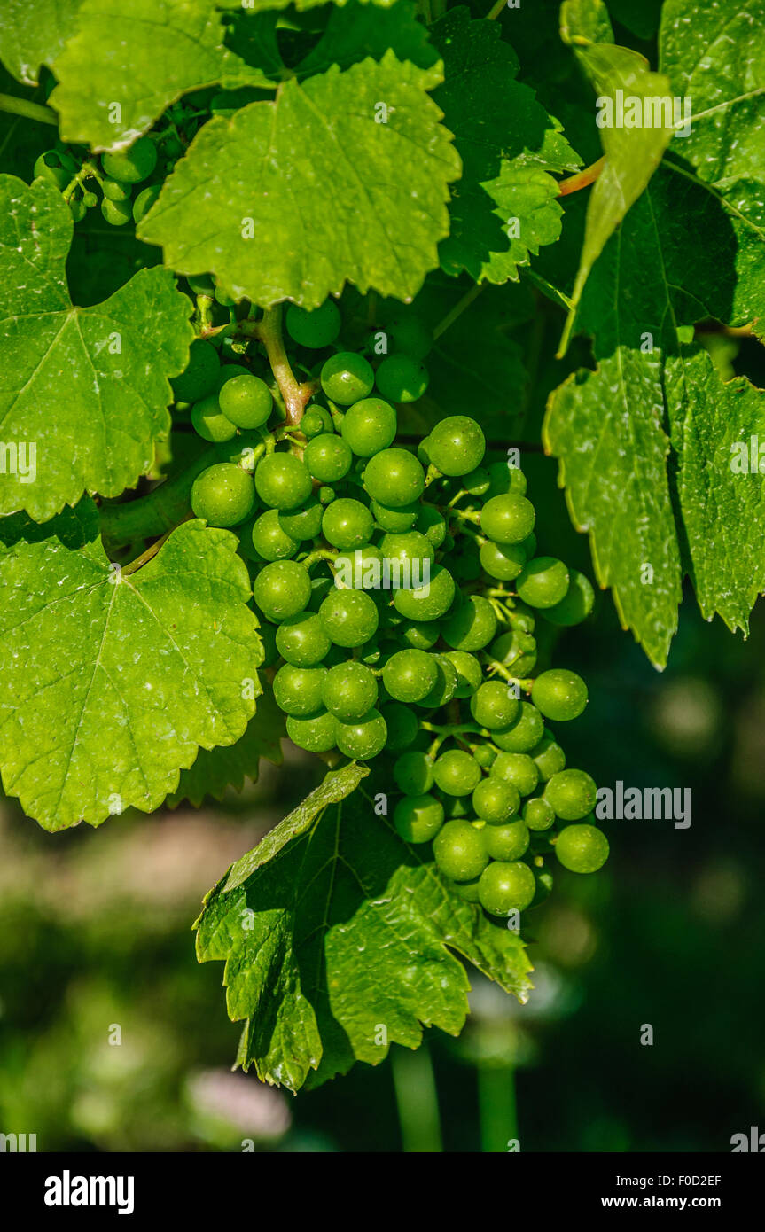 Fresh juicy green grape on the bush Stock Photo - Alamy