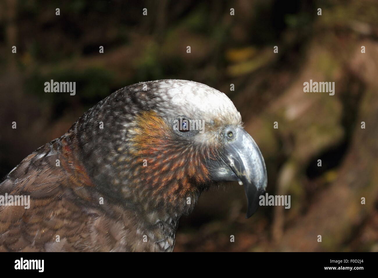 New Zealand Kaka Parrot Stock Photo - Alamy