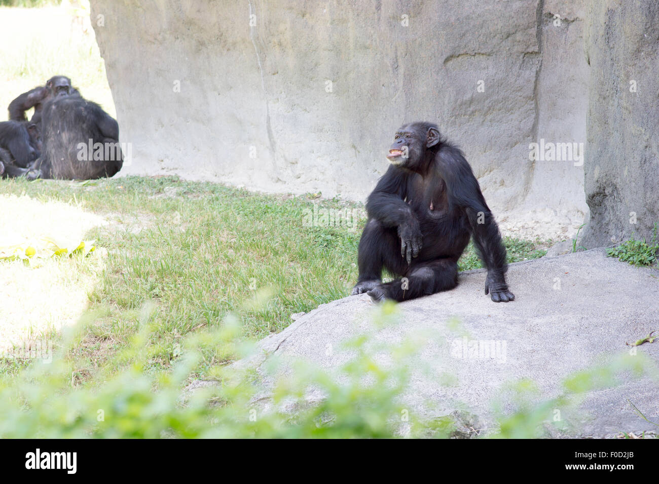 Party animals chimpanzees hi-res stock photography and images - Alamy
