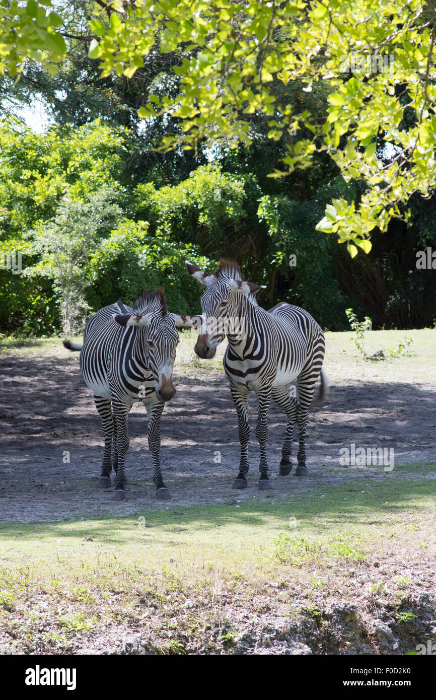 Zebra male and female hi-res stock photography and images - Alamy
