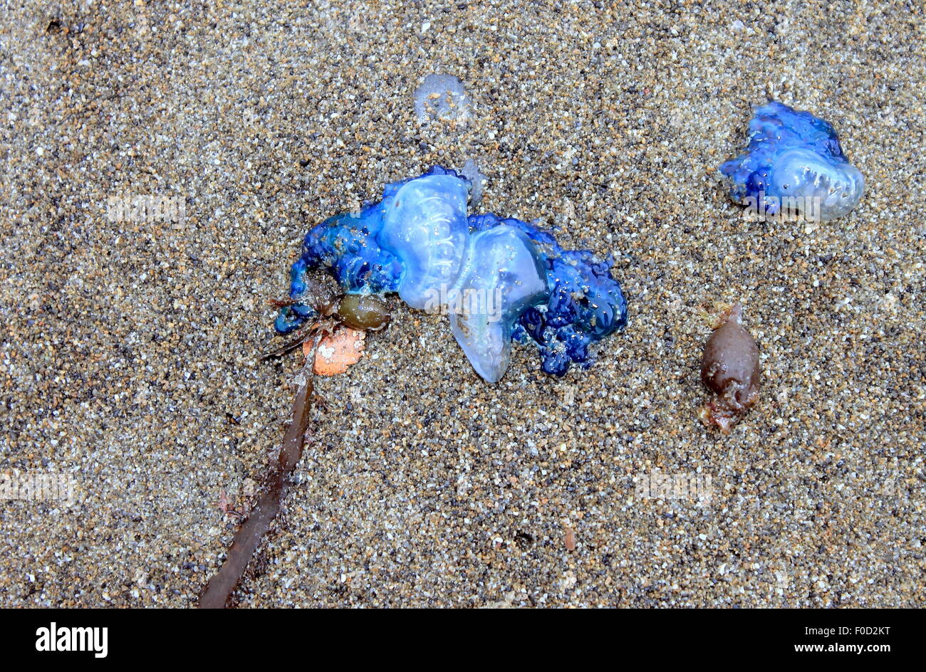 Man o war hi-res stock photography and images - Alamy