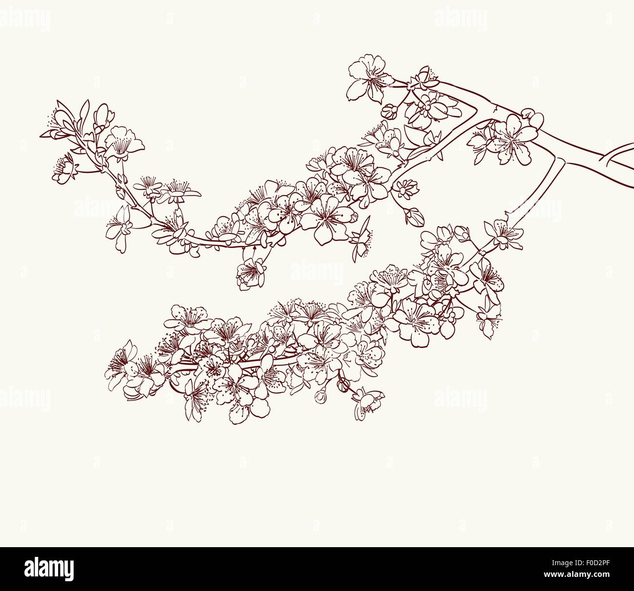 sakura flowers drawing Stock Vector Image & Art - Alamy