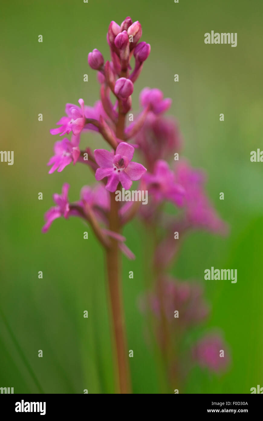 Four-spotted orchid (Orchis quadripunctata) in flower, Monte Sacro ...