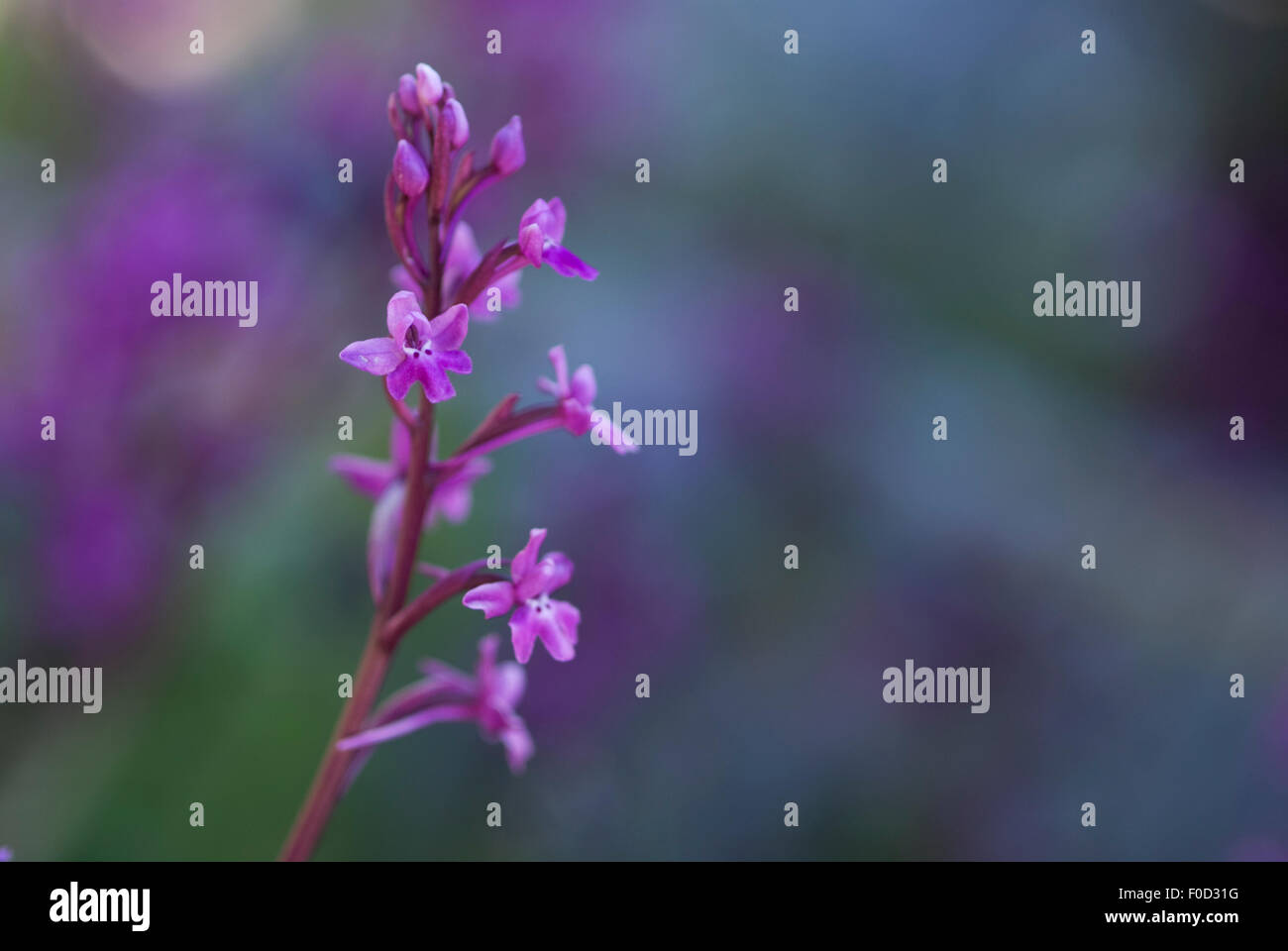 Four spotted orchids hi-res stock photography and images - Alamy