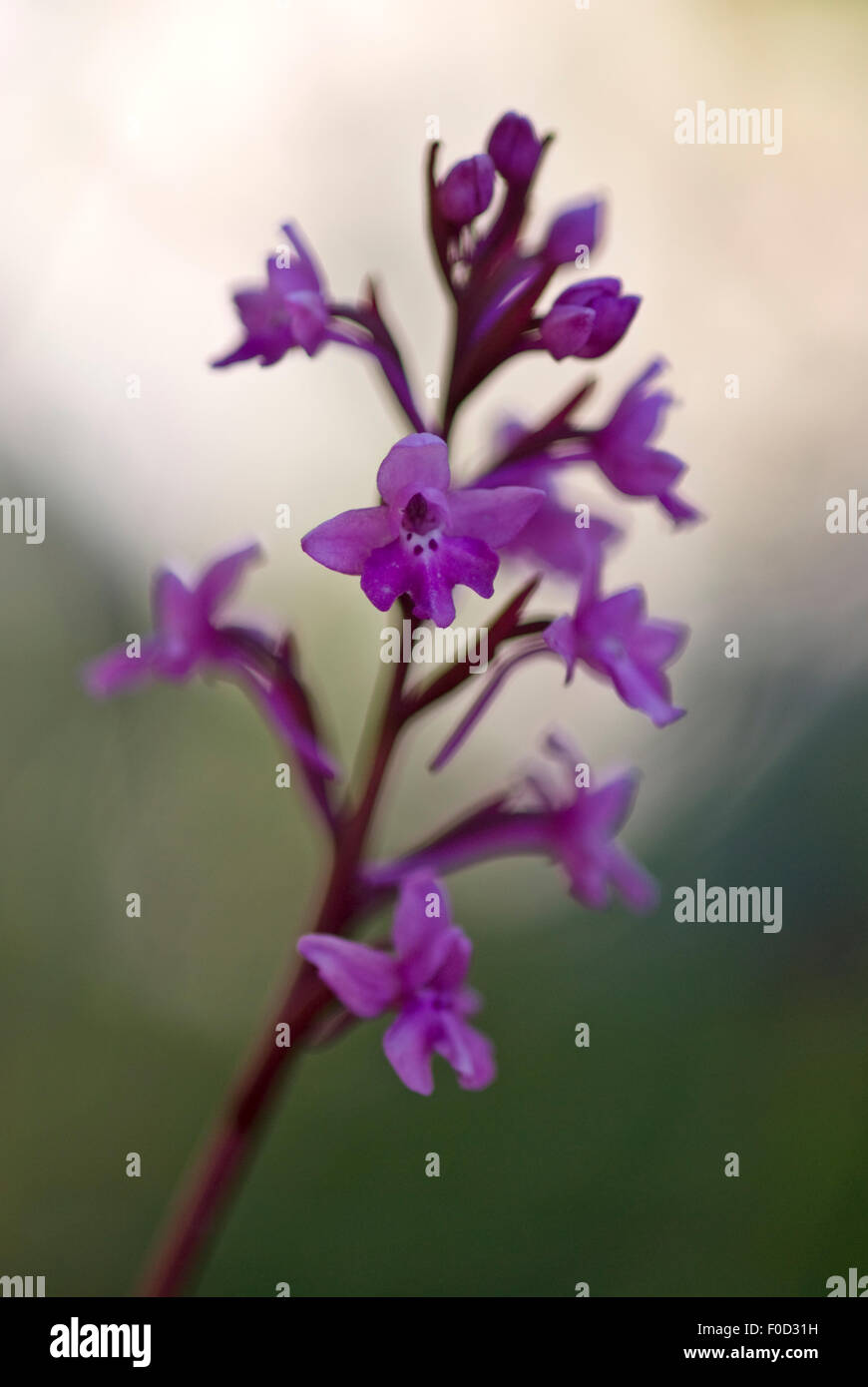 Four-spotted orchid (Orchis quadripunctata) in flower, Monte Sacro ...