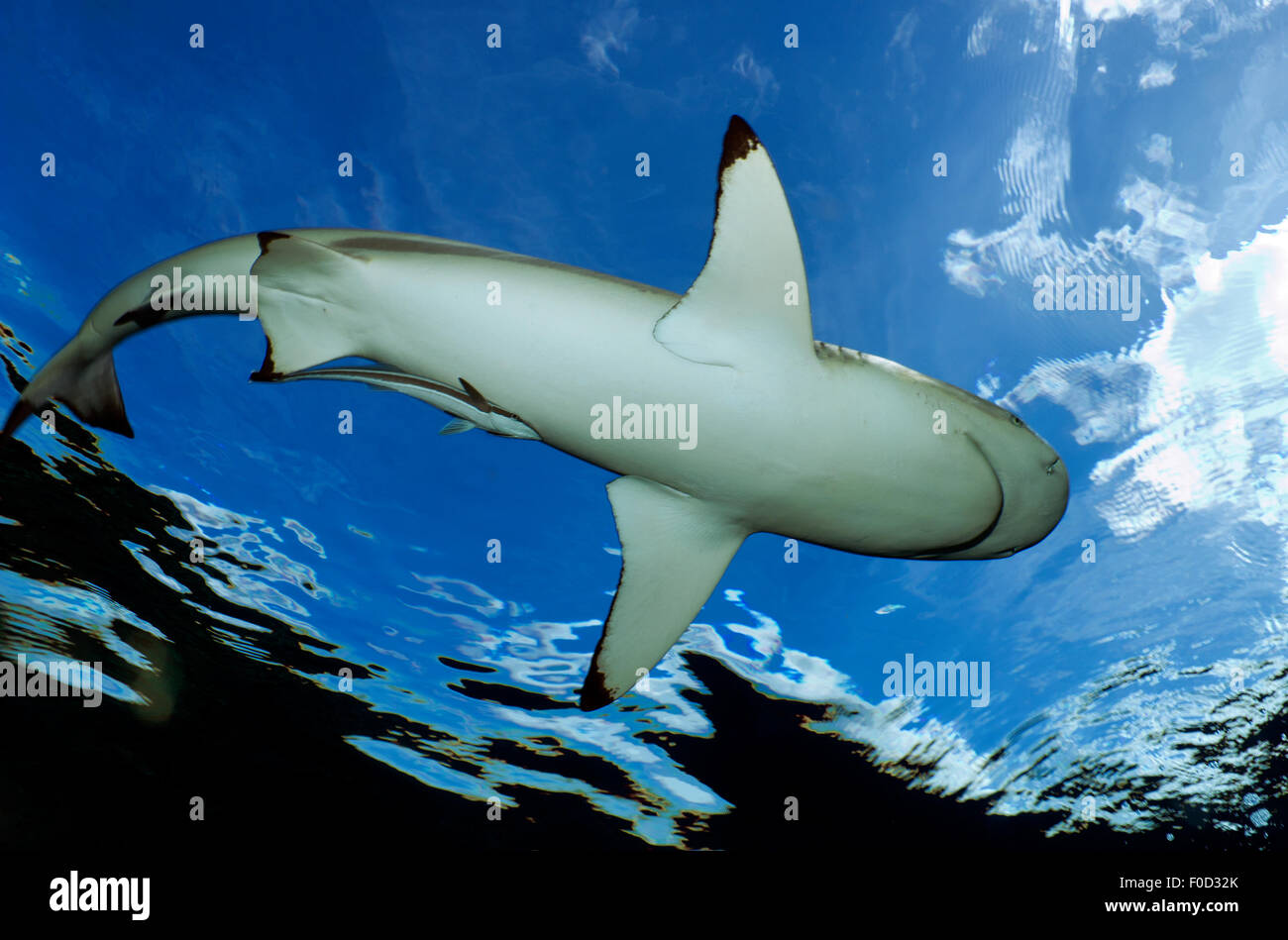 BLACKTIP REEF SHARK SWIMMING AT THE OCEAN SURFACE Stock Photo - Alamy