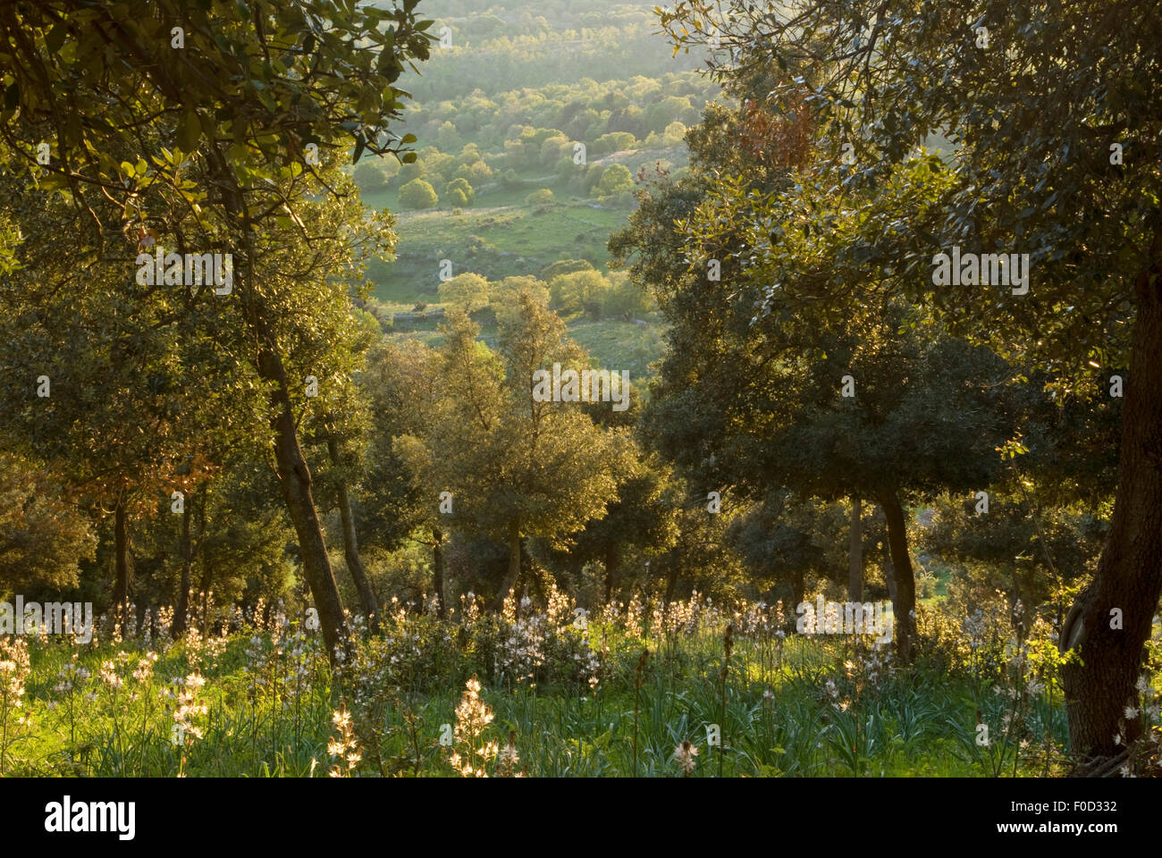 Quercus ilex italy hi-res stock photography and images - Alamy