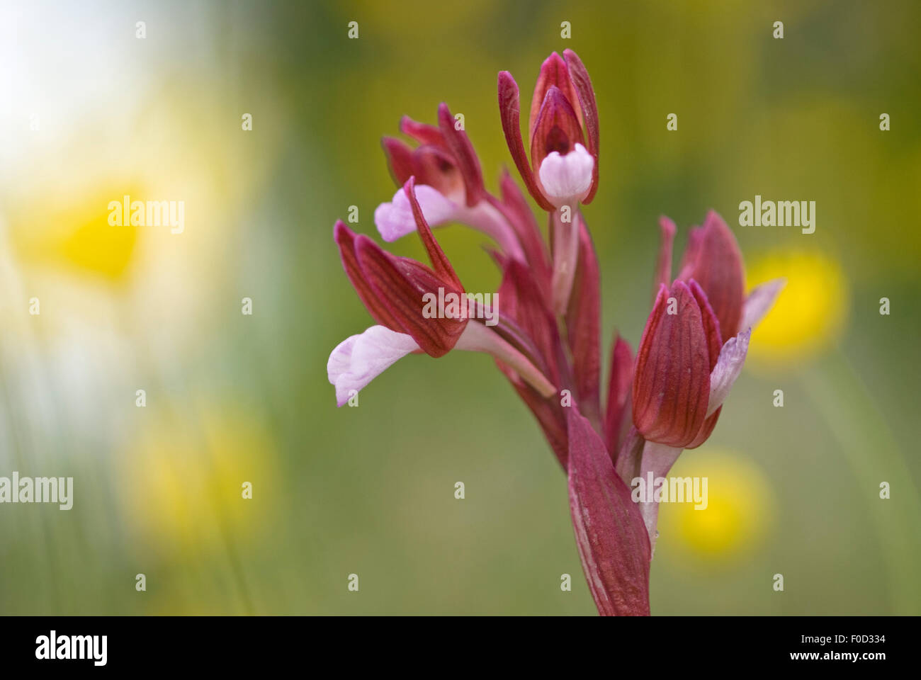 Orchis papilionacea flowers hi-res stock photography and images - Alamy