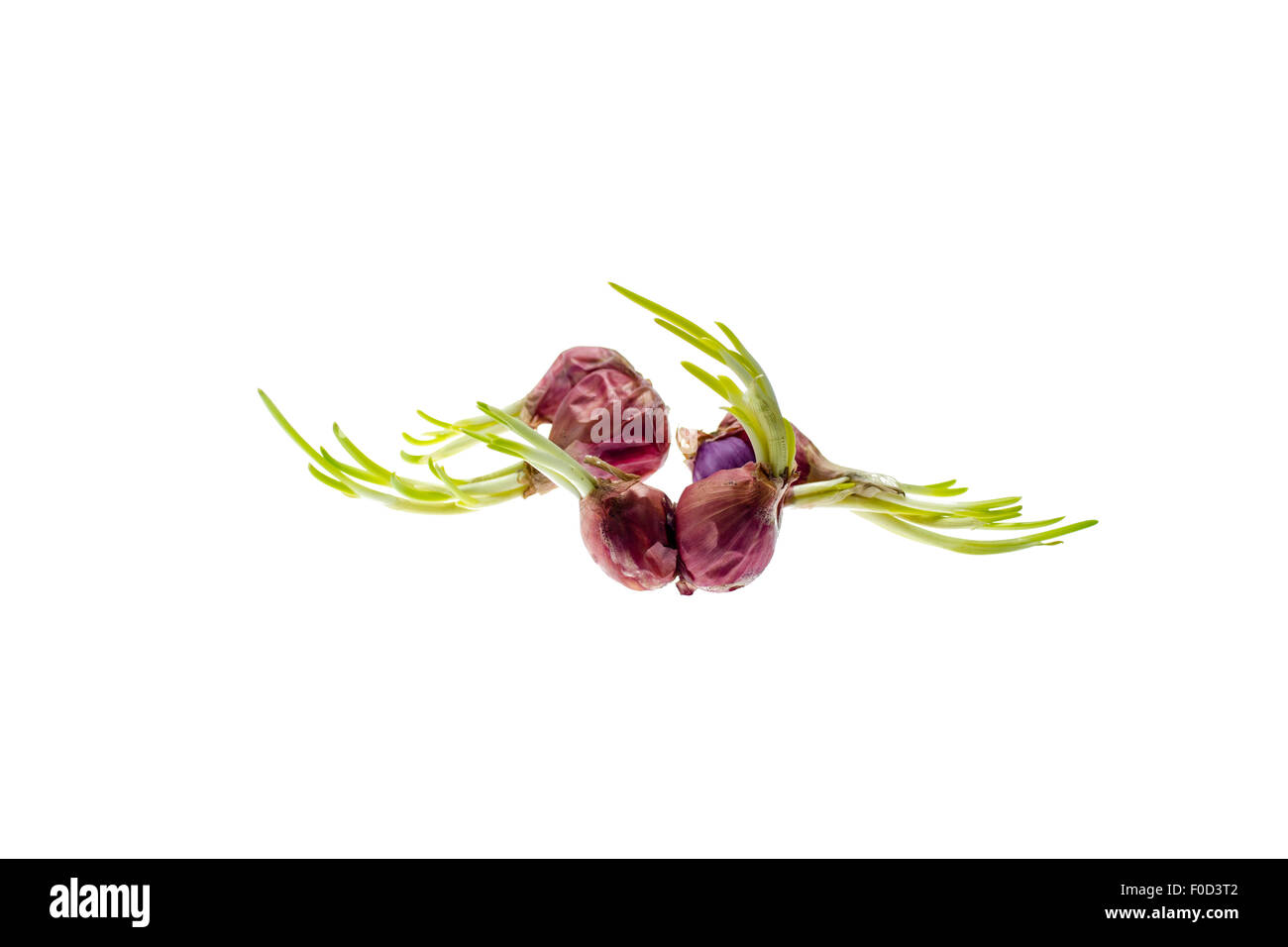 How to grow onion Cut Out Stock Images & Pictures - Alamy