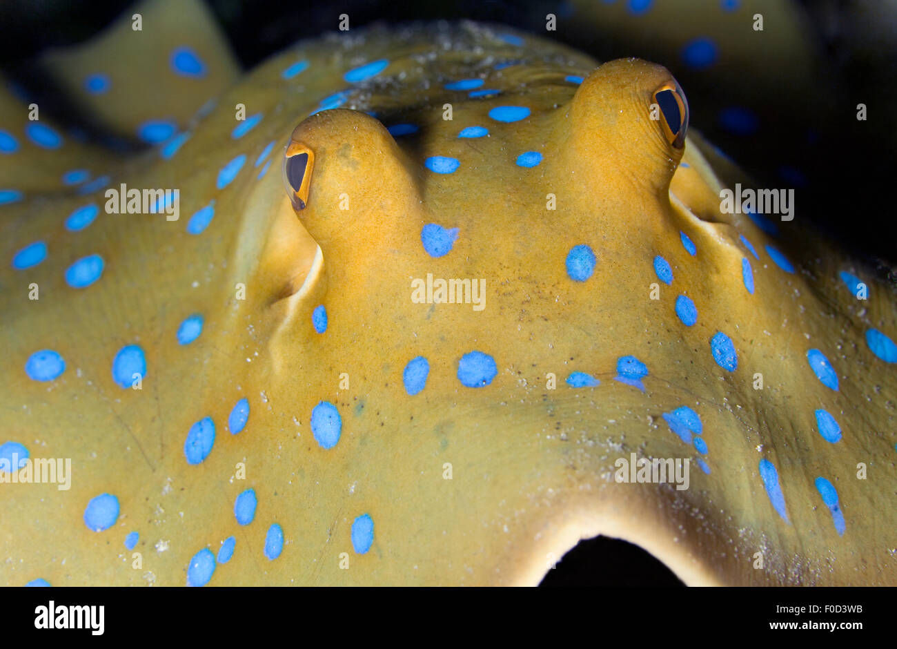 Ray fish face hi-res stock photography and images - Alamy