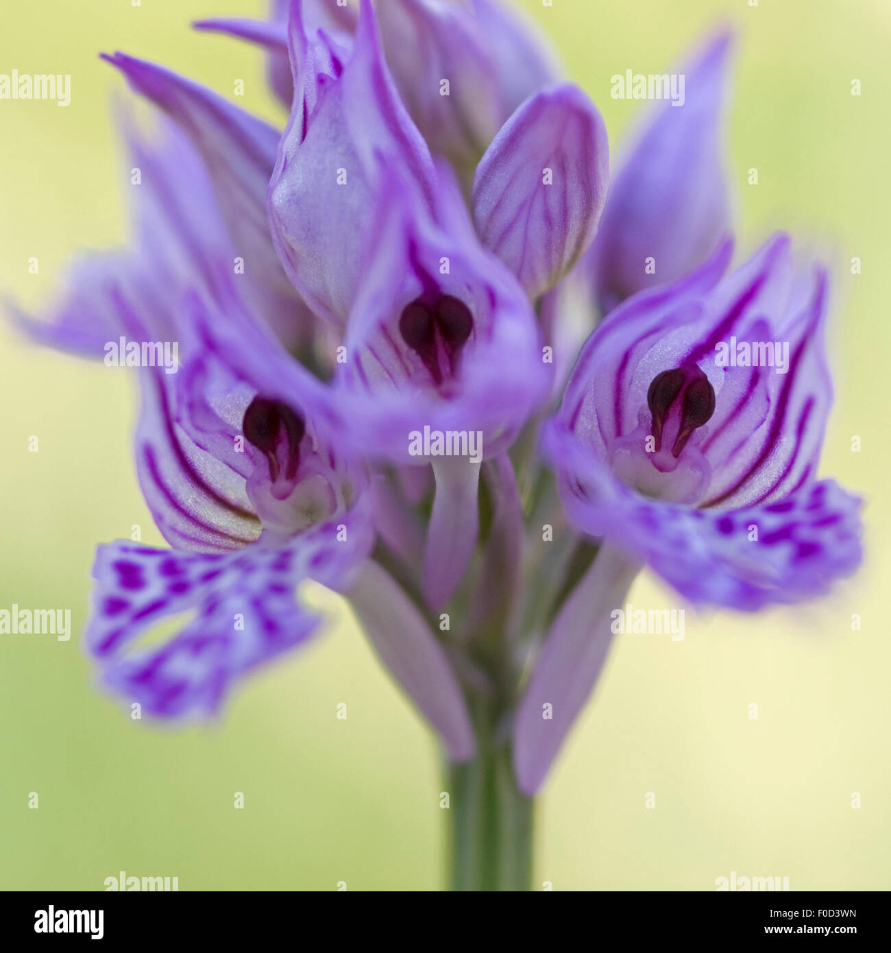 Three toothed orchid (Neotinea / Neotinea tridentata) flower, Gargano ...