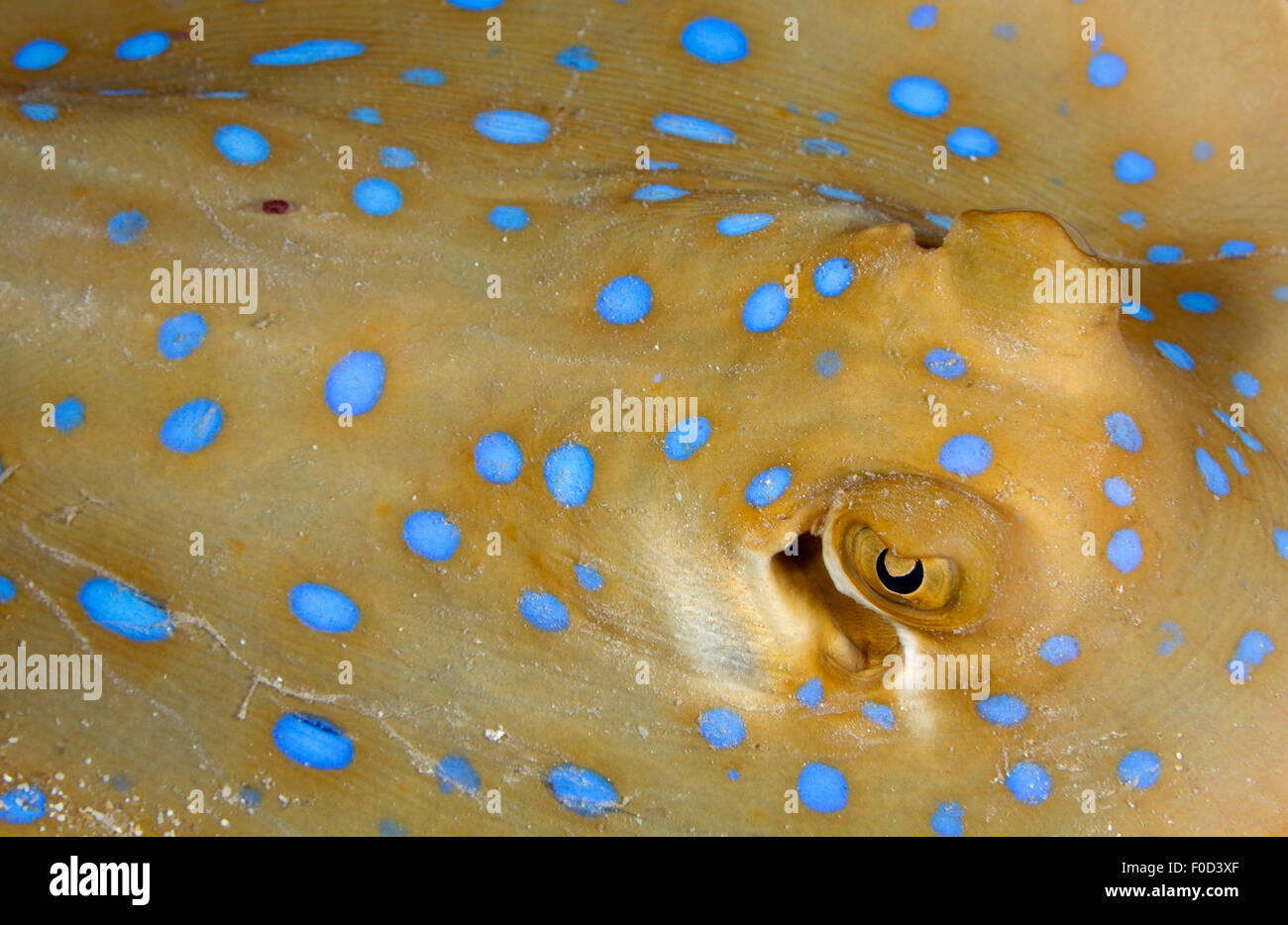 Rays fish hi-res stock photography and images - Alamy