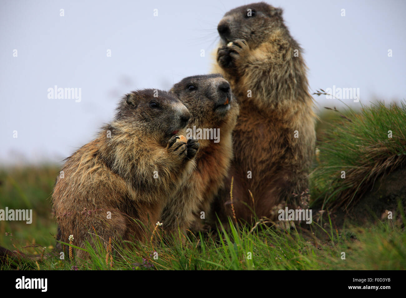 Three marmots marmota marmota hi-res stock photography and images - Alamy