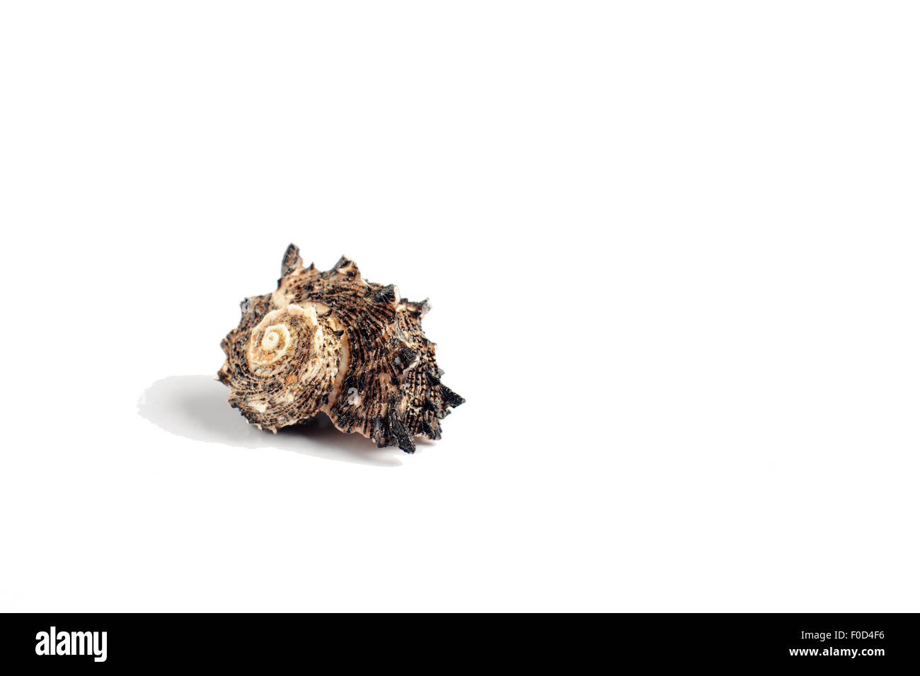 MINERAL, SEA SHELLS, SHELLS BEACH, CLOSE-UP ISOLATED WHITE BACKGROUND ...