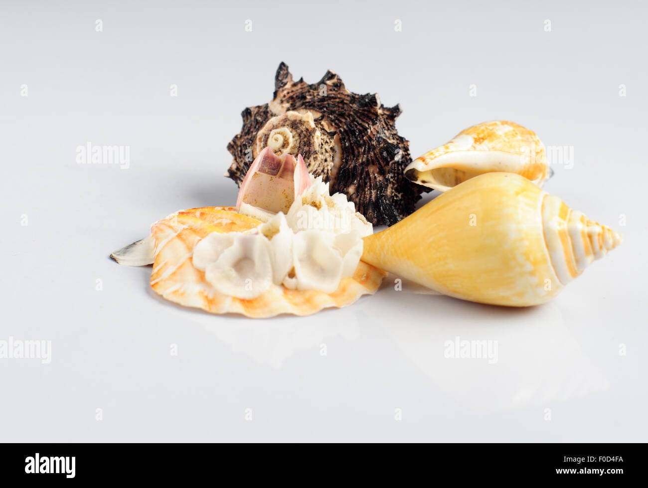 MINERAL, SEA SHELLS, SHELLS BEACH, CLOSE-UP ISOLATED WHITE BACKGROUND ...