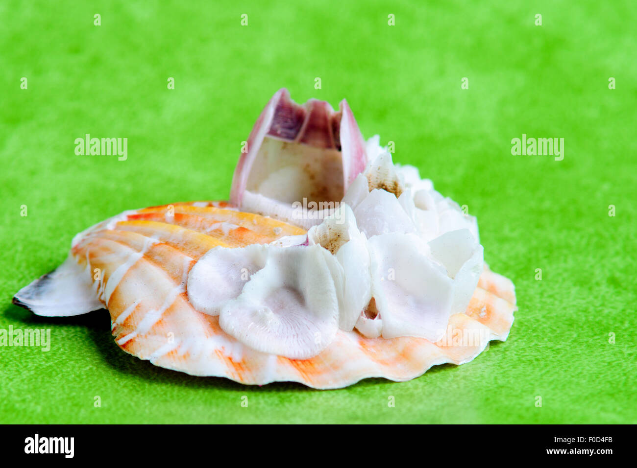MINERAL, SEA SHELLS, SHELLS BEACH, CLOSE-UP ISOLATED WHITE BACKGROUND ...