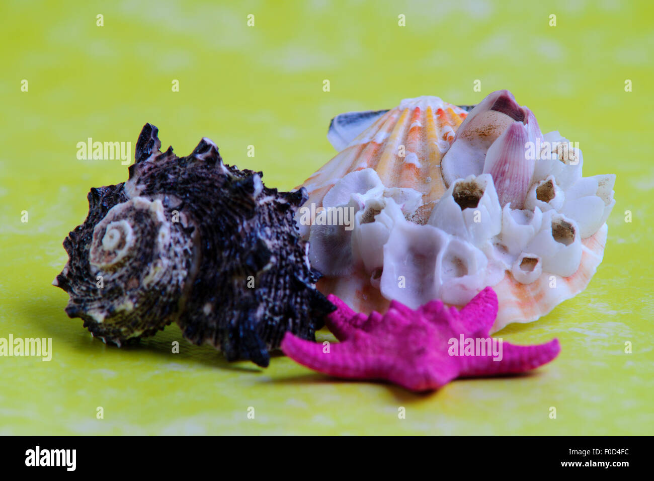 MINERAL, SEA SHELLS, SHELLS BEACH, CLOSE-UP ISOLATED WHITE BACKGROUND ...