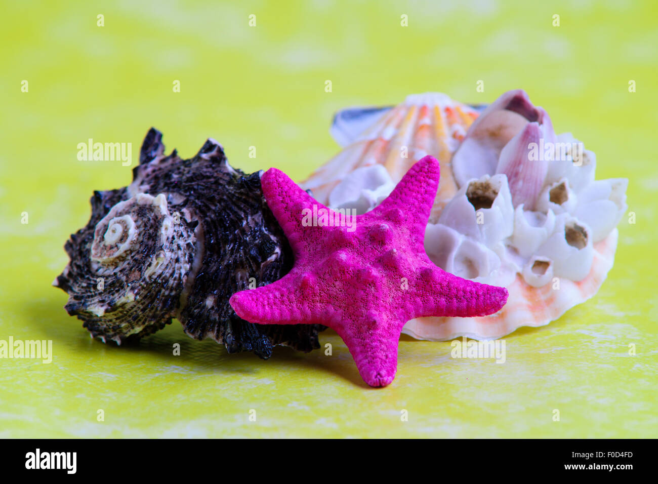 MINERAL, SEA SHELLS, SHELLS BEACH, CLOSE-UP ISOLATED WHITE BACKGROUND ...