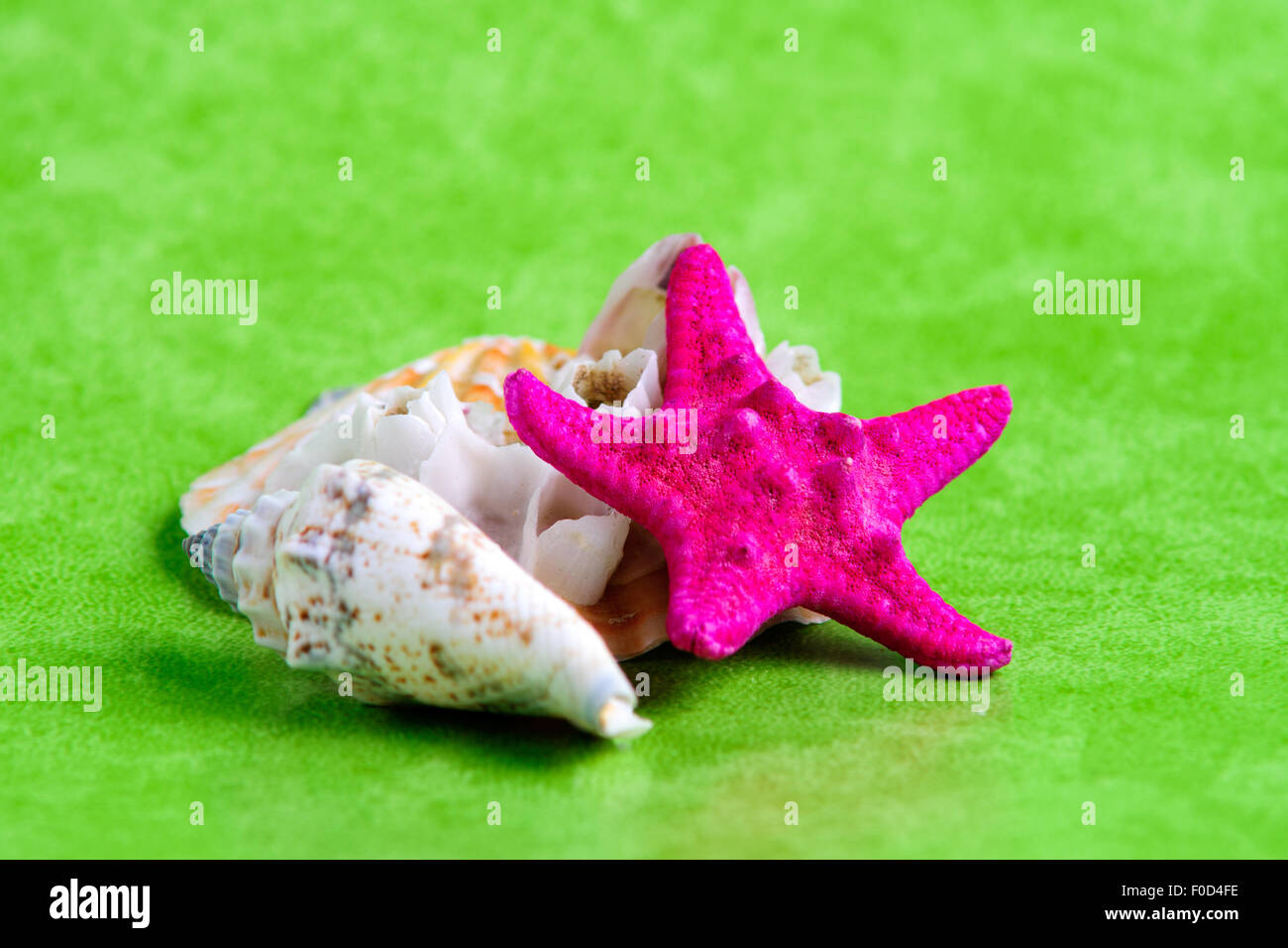 MINERAL, SEA SHELLS, SHELLS BEACH, CLOSE-UP ISOLATED WHITE BACKGROUND ...