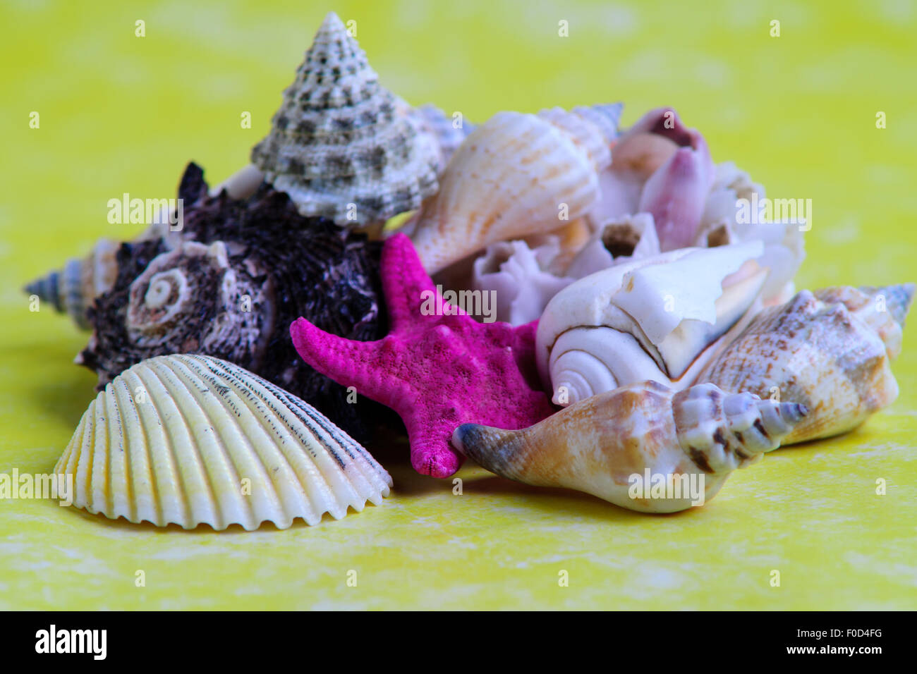 MINERAL, SEA SHELLS, SHELLS BEACH, CLOSE-UP ISOLATED WHITE BACKGROUND ...
