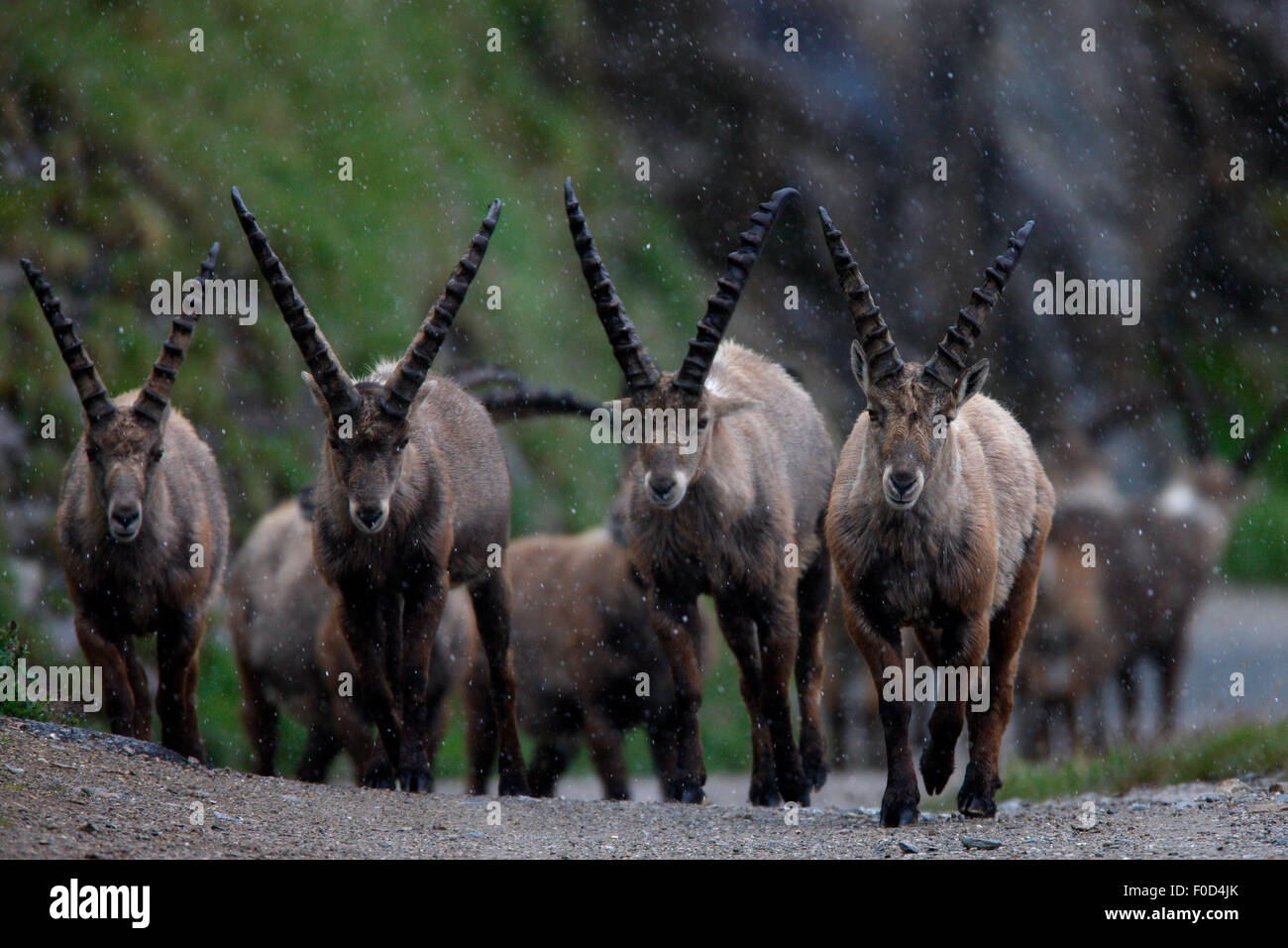 Alpine ibex (Capra ibex ibex) group walking along path, Hohe Tauern ...