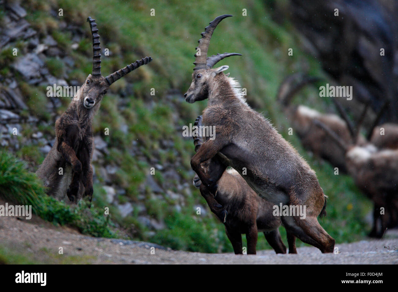 Ibex Fighting High Resolution Stock Photography and Images - Alamy