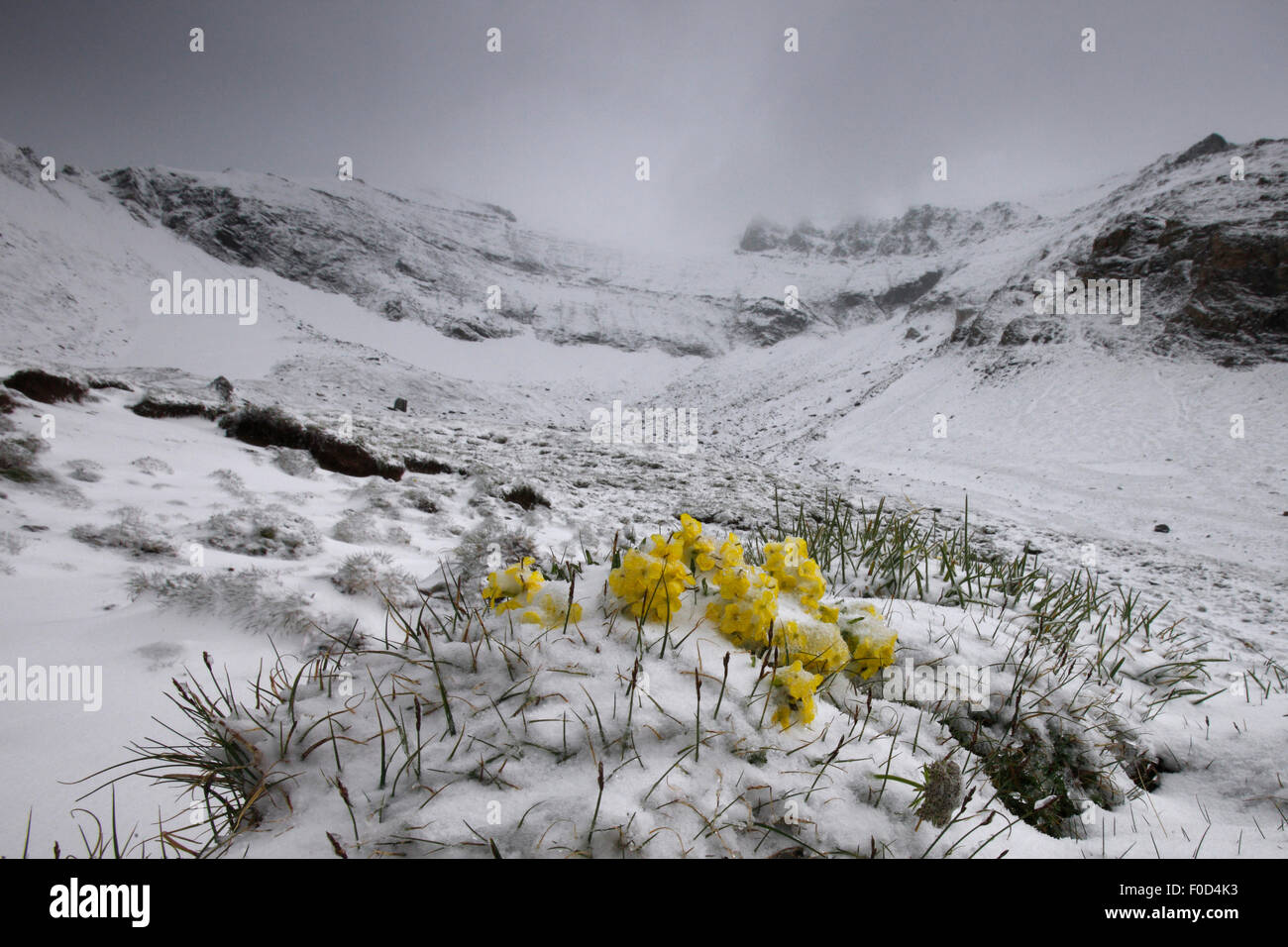Alpine flowers (Draba sp) in the snow, Hohe Tauern National Park ...