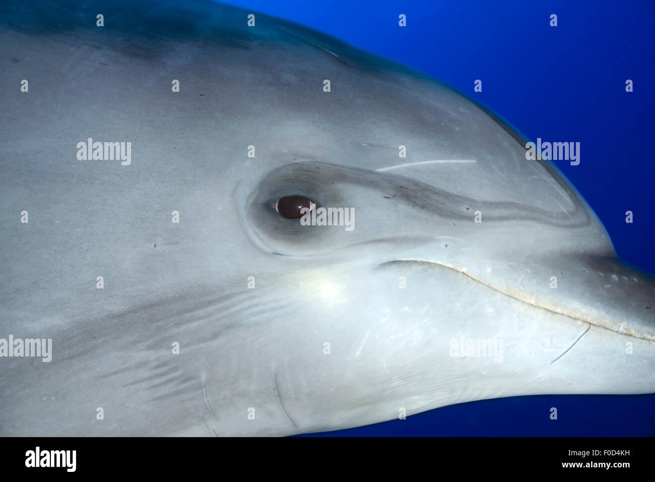 Dolphin nose hi-res stock photography and images - Alamy