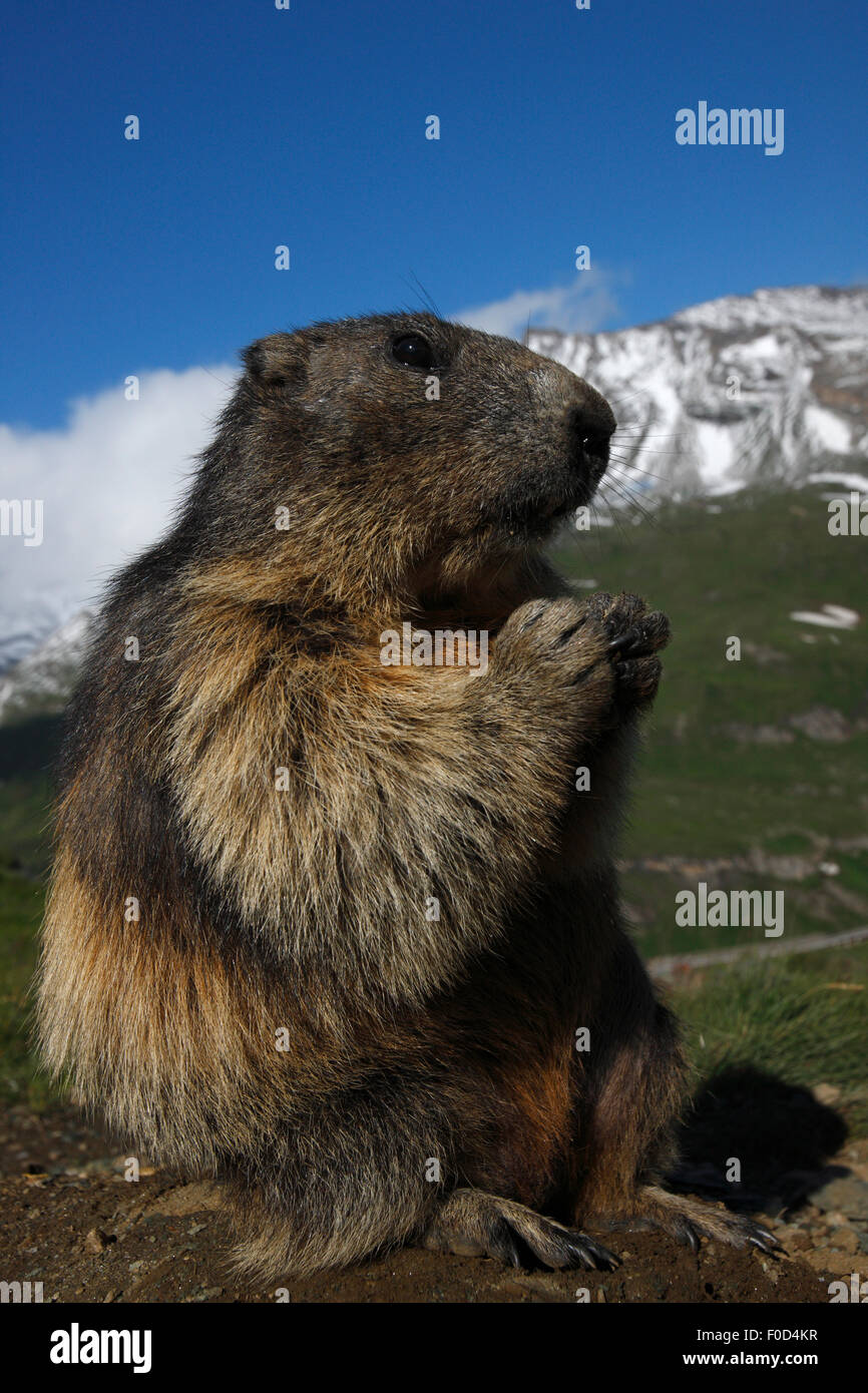 Alpine marmot (Marmota marmota) feeding, Hohe Tauern National Park, Austria, July 2008 Stock ...