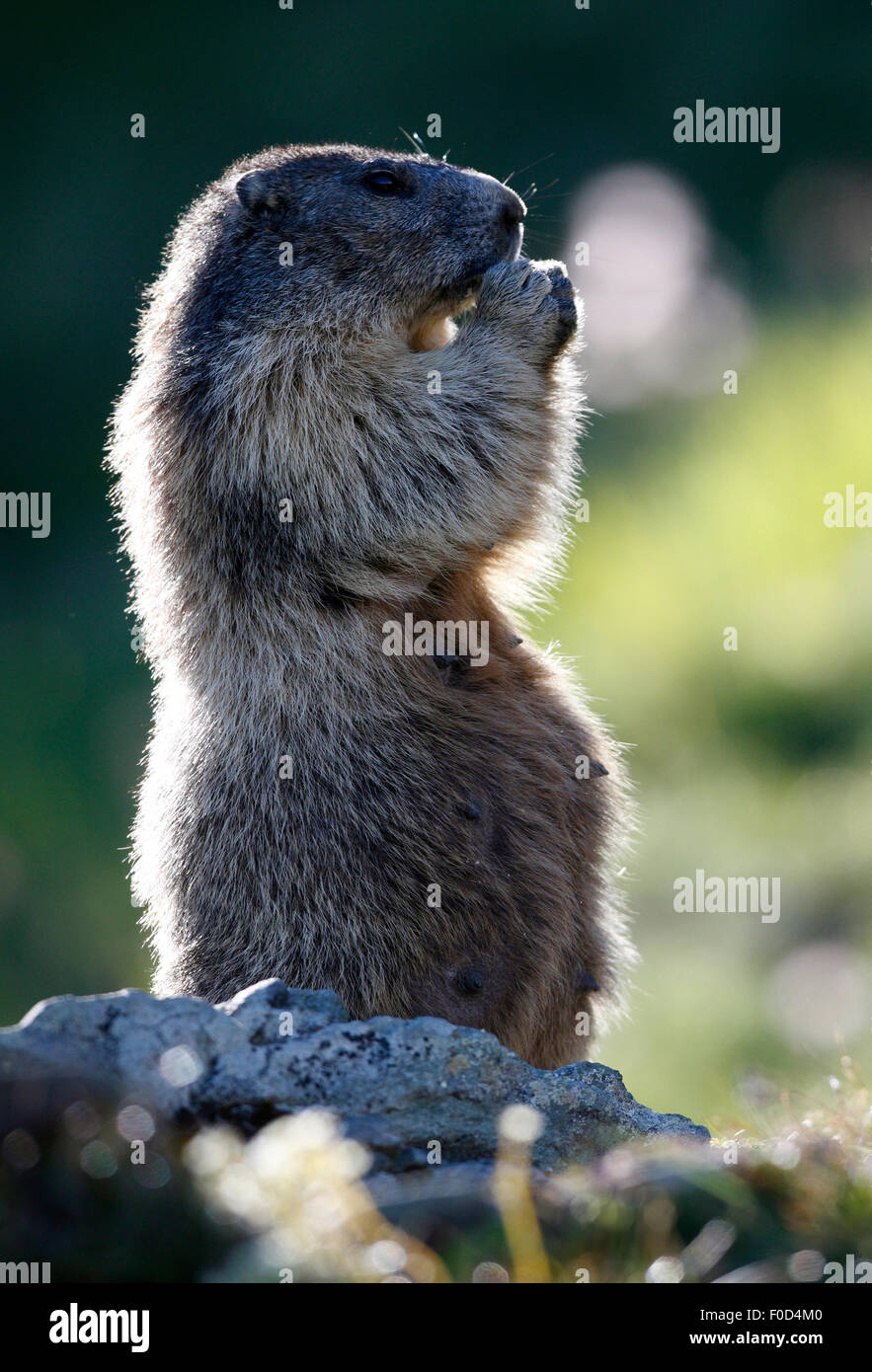 Alpine marmot (Marmota marmota) standing, Hohe Tauern National Park ...