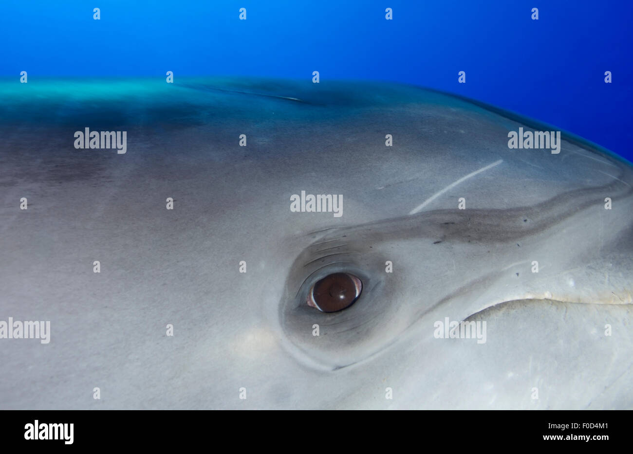 Dolphin nose hi-res stock photography and images - Alamy