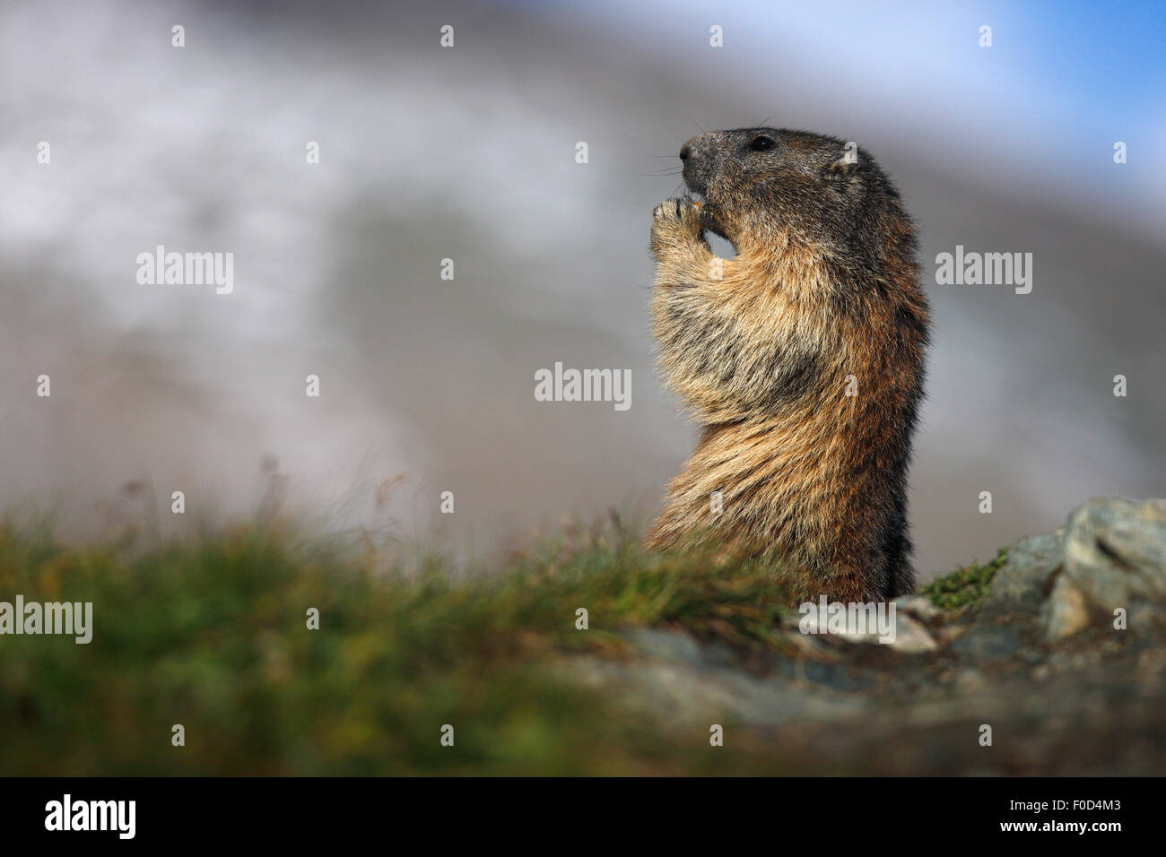 Alpine marmot (Marmota marmota) feeding, Hohe Tauern National Park, Austria, July 2008 Stock ...