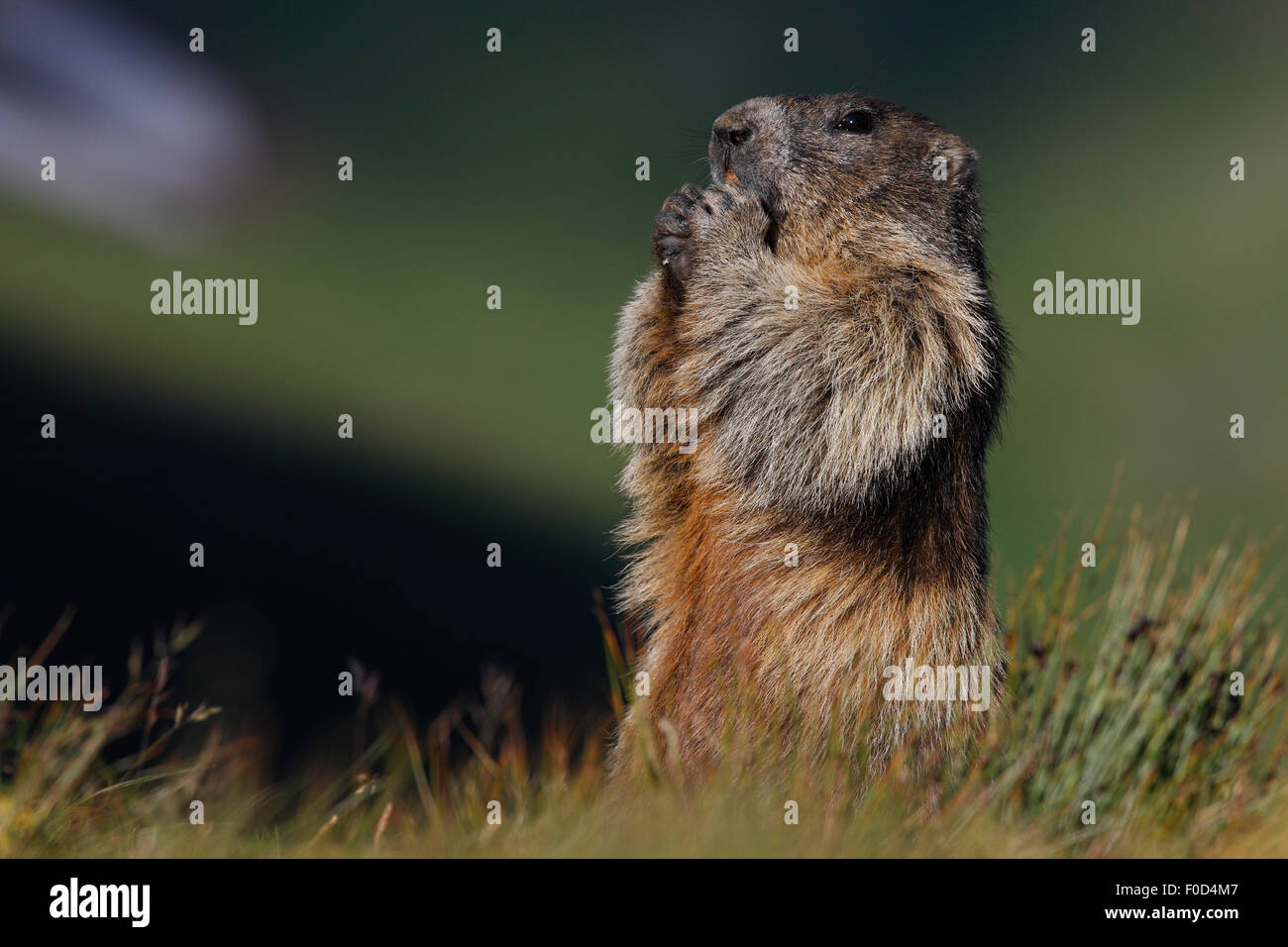 Alpine marmot (Marmota marmota) feeding, Hohe Tauern National Park, Austria, July 2008 Stock ...