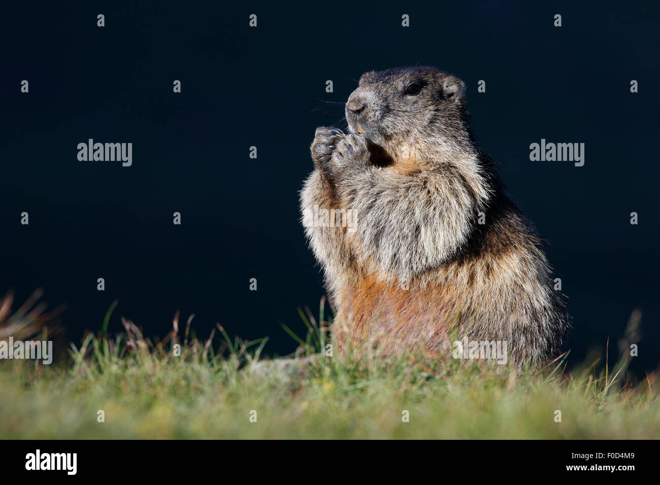 Alpine marmot (Marmota marmota) feeding, Hohe Tauern National Park, Austria, July 2008 Stock ...