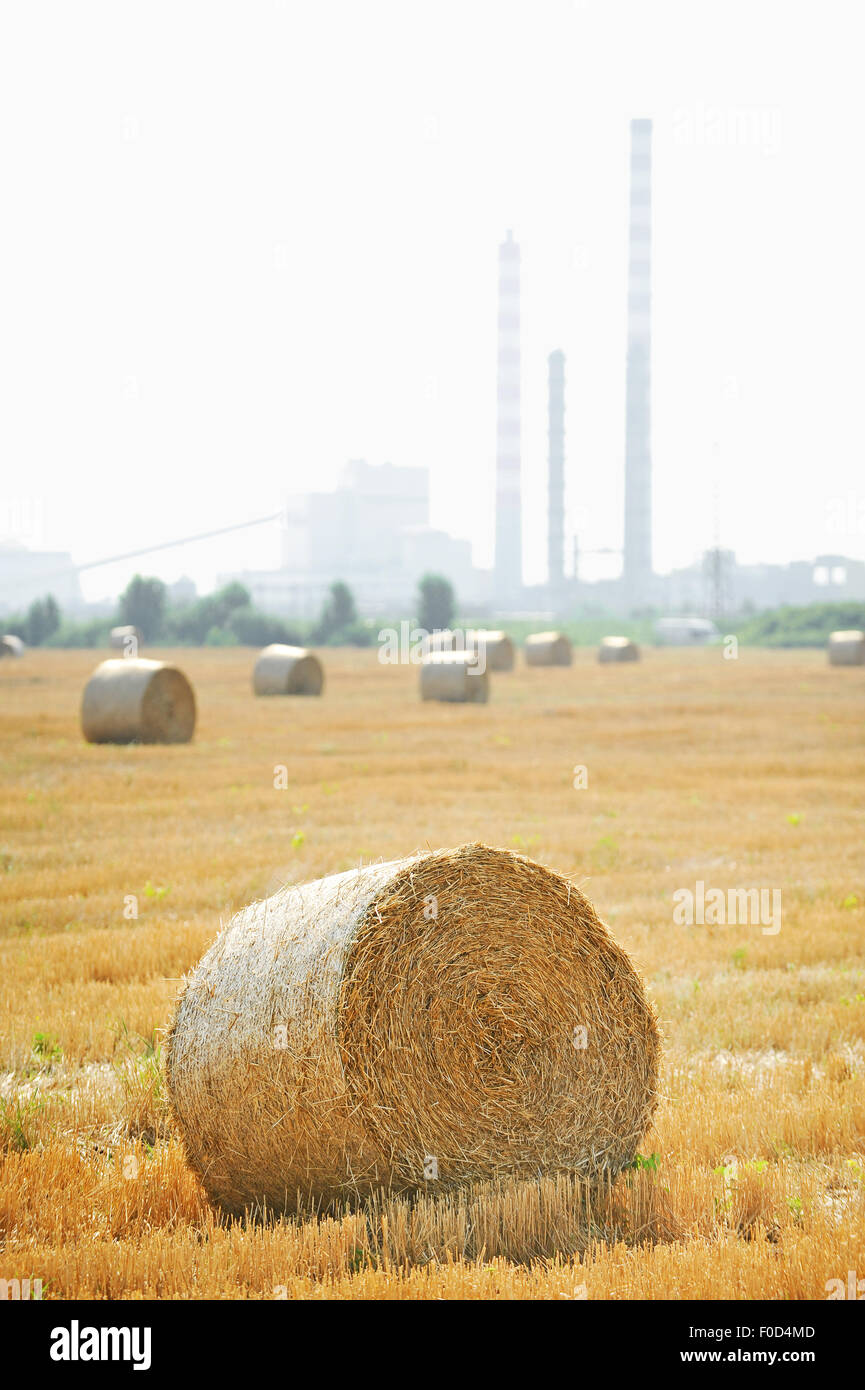 Several hay bales ready for harvest on a hay field with industrial ...
