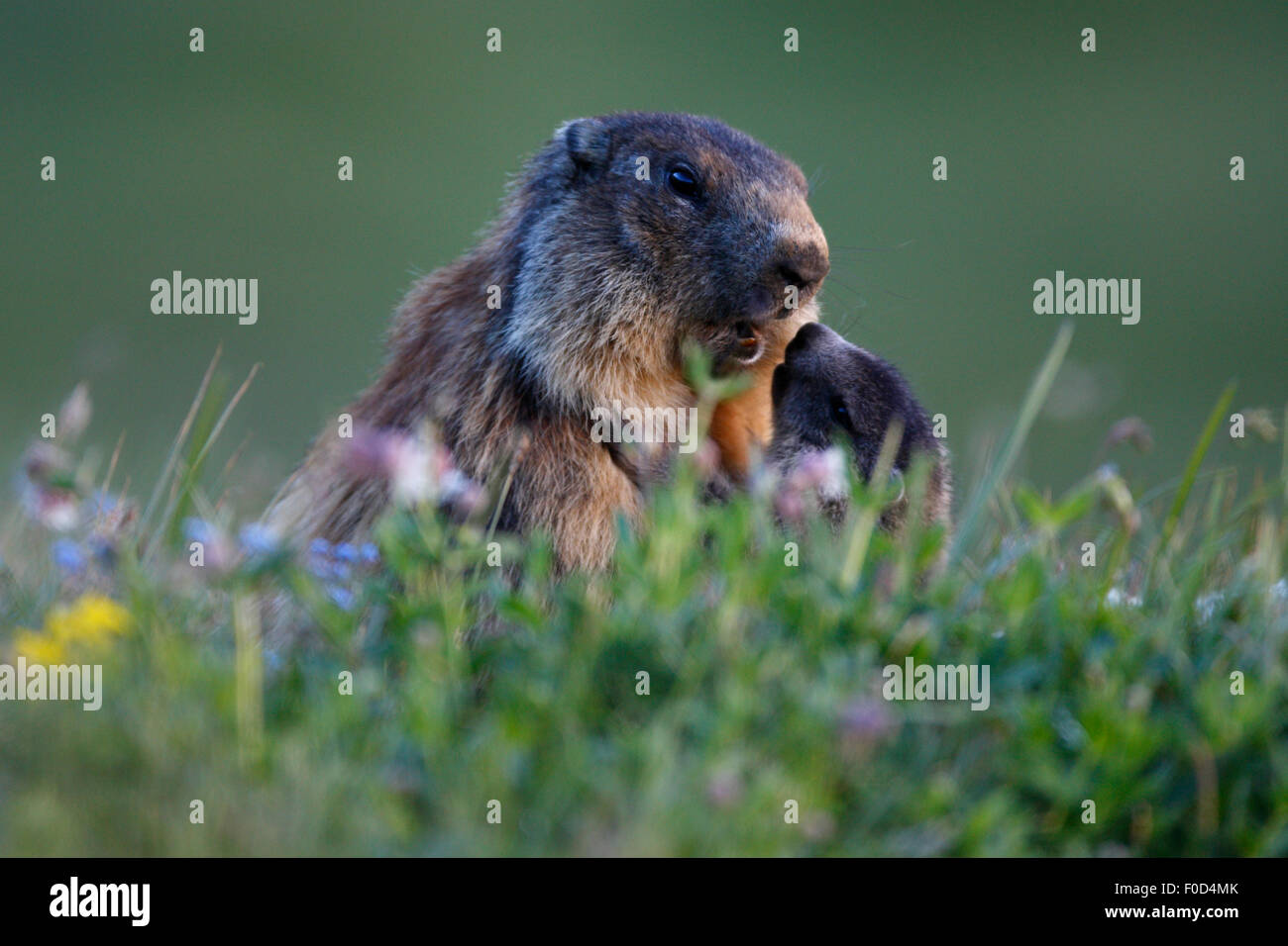 Alpine marmot (Marmota marmota) adult with young, Hohe Tauern National Park, Austria, July 2008 ...