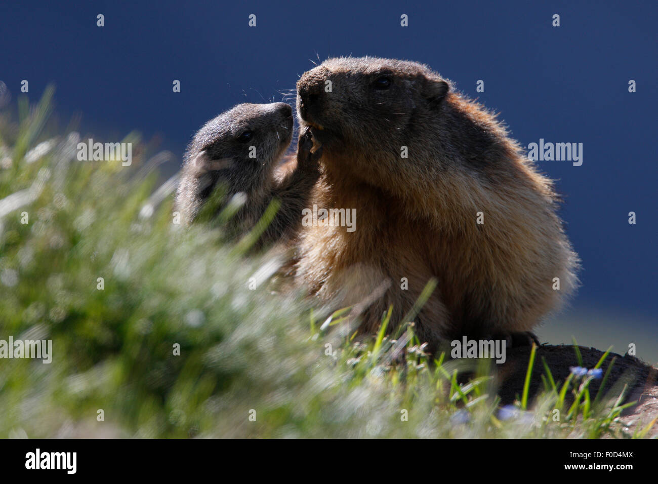 Alpine marmot (Marmota marmota) adult with young, Hohe Tauern National Park, Austria, July 2008 ...