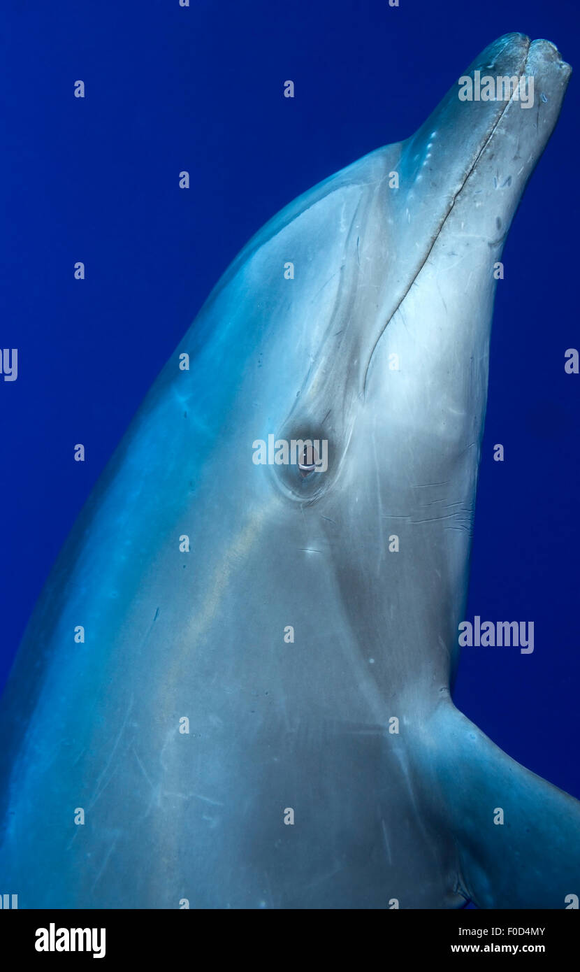 Dolphin face close up hi-res stock photography and images - Alamy