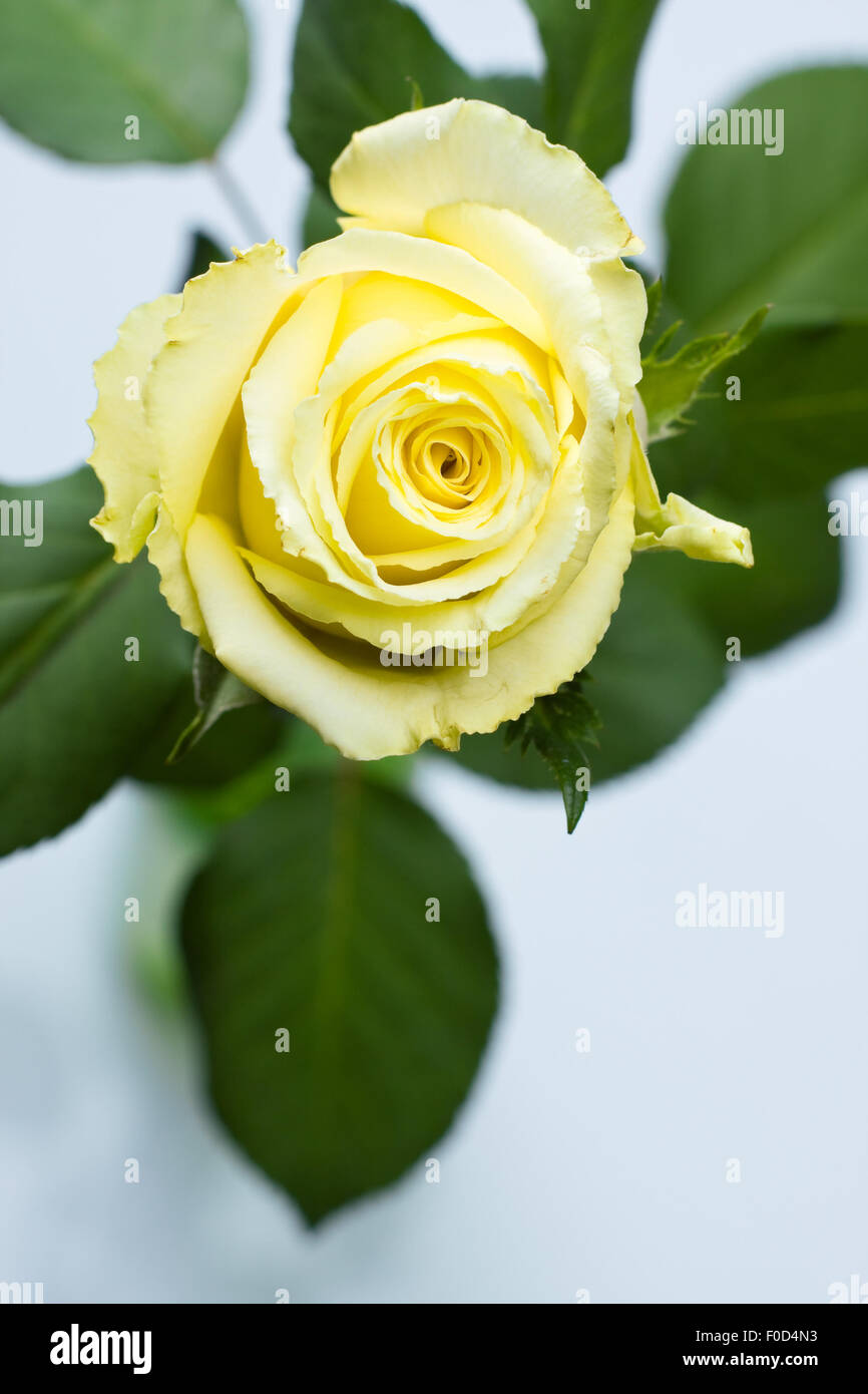 yellow rose top view on the blue background Stock Photo - Alamy