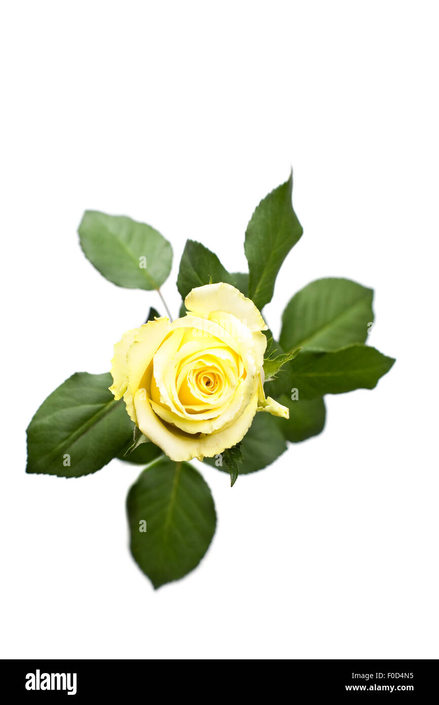 Top view natural rose Cut Out Stock Images & Pictures - Alamy