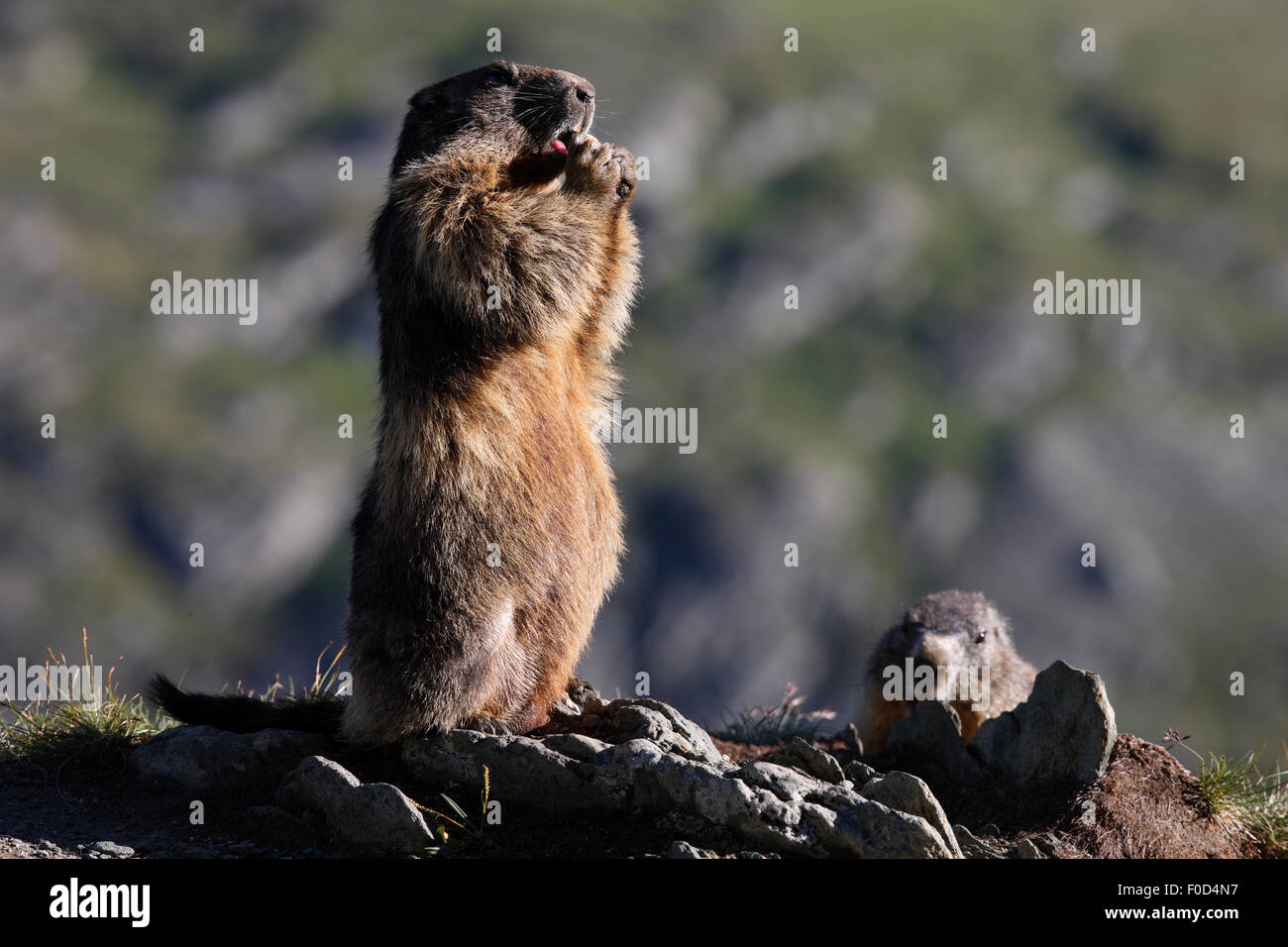 Alpine marmot (Marmota marmota) standing on hind legs feeding, Hohe Tauern National Park ...