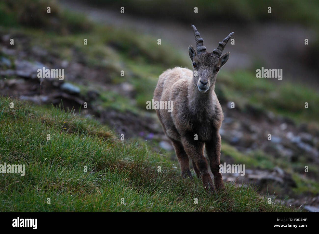 Female Alpine ibex (Capra ibex ibex) Hohe Tauern National Park, Austria ...