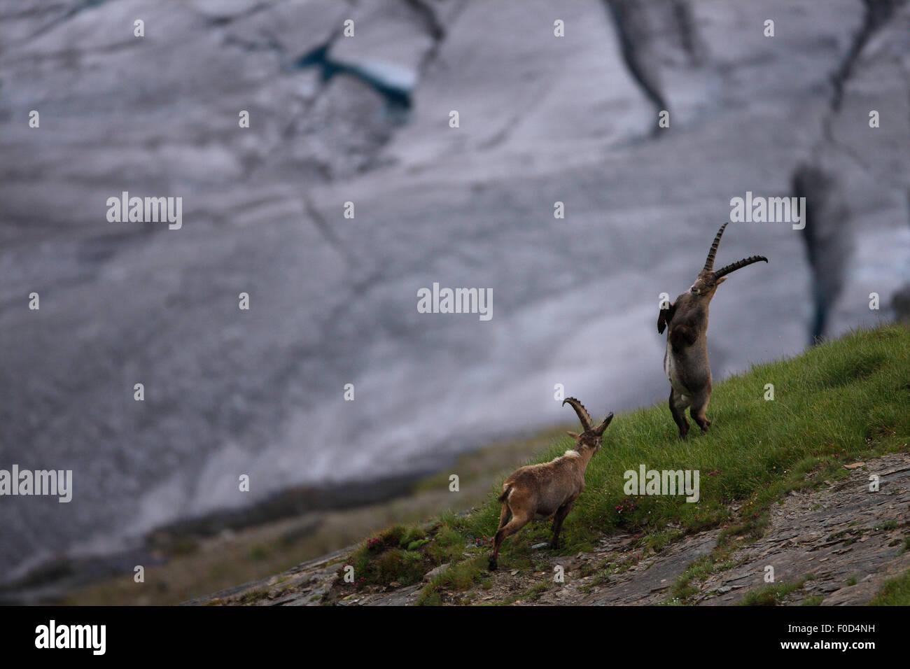 Two Alpine ibex (Capra ibex ibex) fighting in front of a glacier, Hohe ...