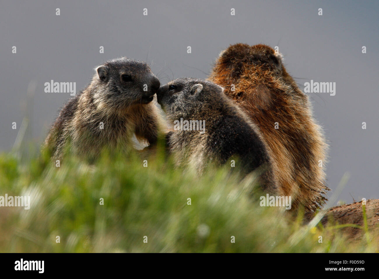Alpine marmots (Marmota marmota) adult with young, Hohe Tauern National Park, Austria, July 2008 ...