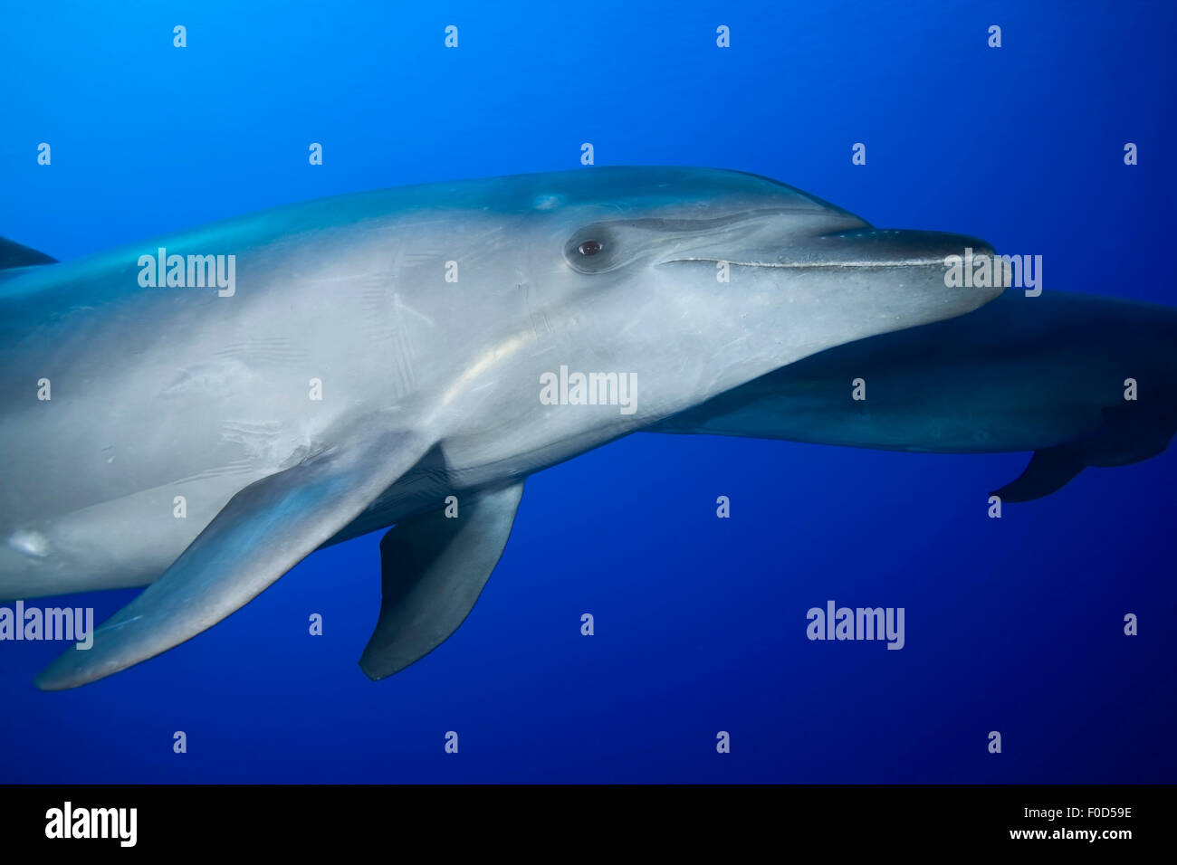 CLOSE-UP VIEW OF BOTTLE NOSE DOLPHIN SWIMMING IN BLUE WATER Stock Photo ...
