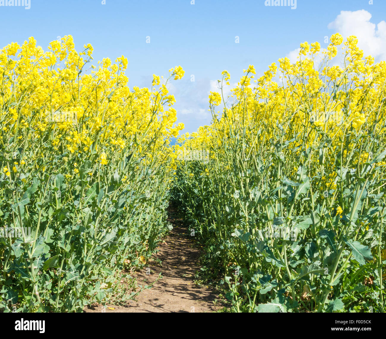 Rapeseed crop in field overlooking sea. UK Stock Photo - Alamy