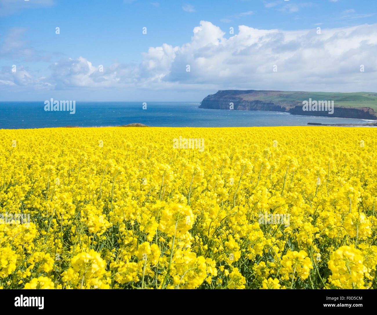 Rapeseed crop in field overlooking sea. UK Stock Photo - Alamy