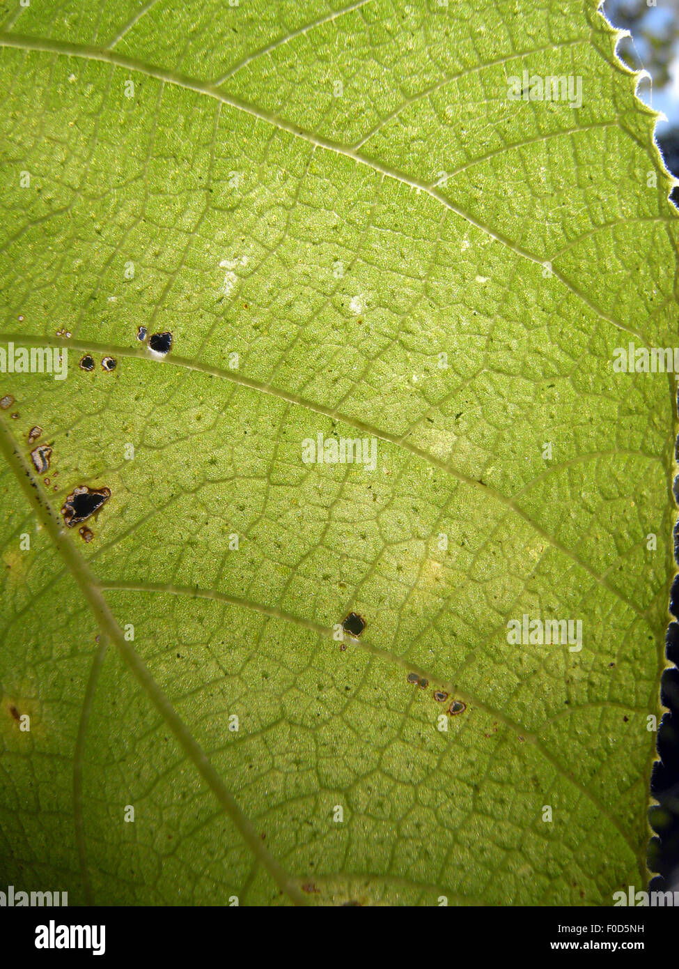 Gympie gympie stinging tree hi-res stock photography and images - Alamy